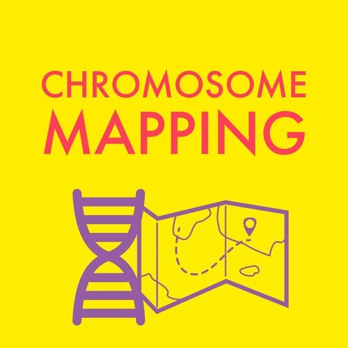 Chromosome Mapping Tools to Try - Your DNA Guide - Diahan Southard